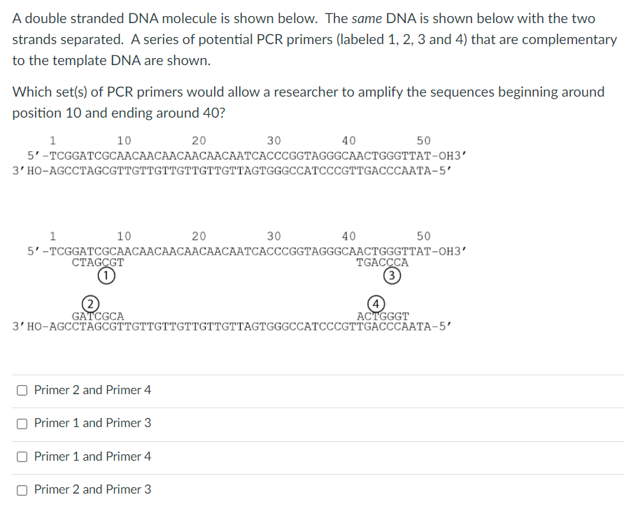 Solved A double stranded DNA molecule is shown below. The | Chegg.com