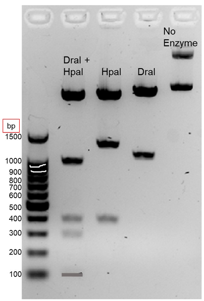 In this experiment double digests were performed on | Chegg.com