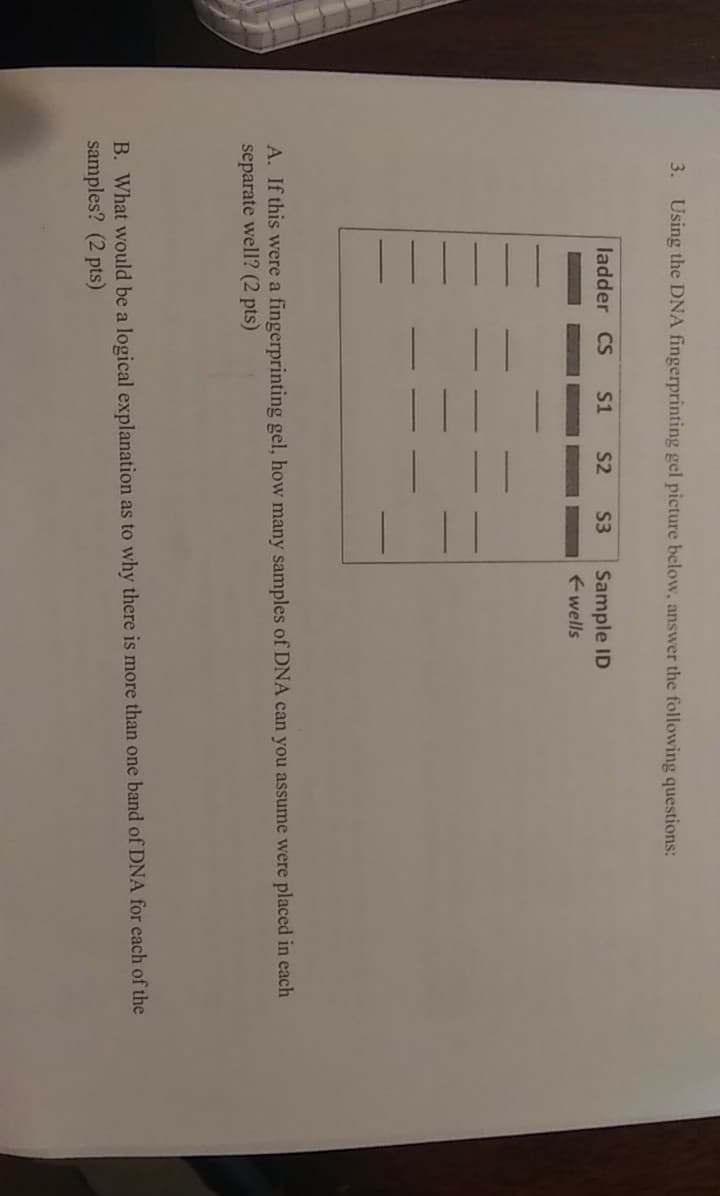 C. Which sample has the smallest DNA fragment? (pt) | Chegg.com