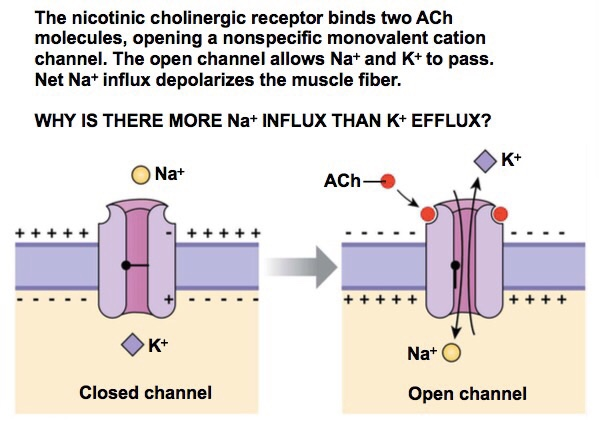 Solved So why there will be more Na influx than K reflux? | Chegg.com
