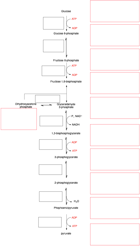 Solved draw in the structure of each metabolic intermediate | Chegg.com