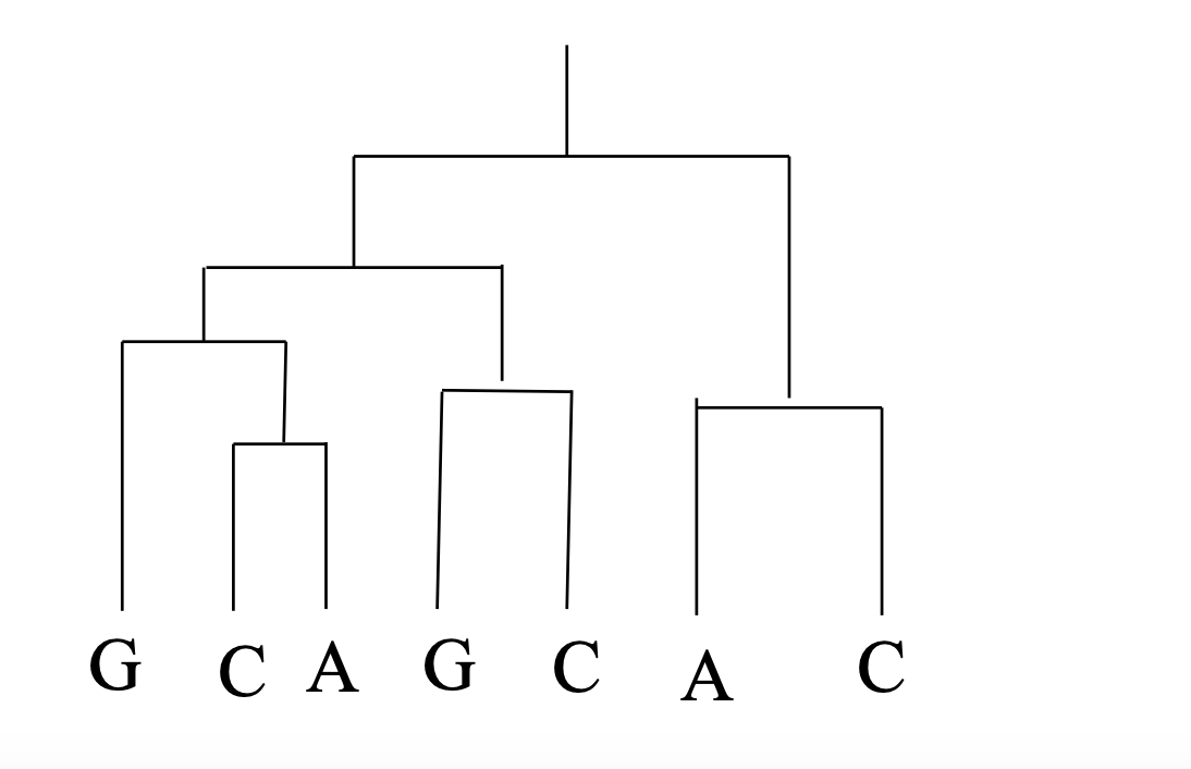 Solved Use the unweighted parsimony method (Fitch Algorithm) | Chegg.com