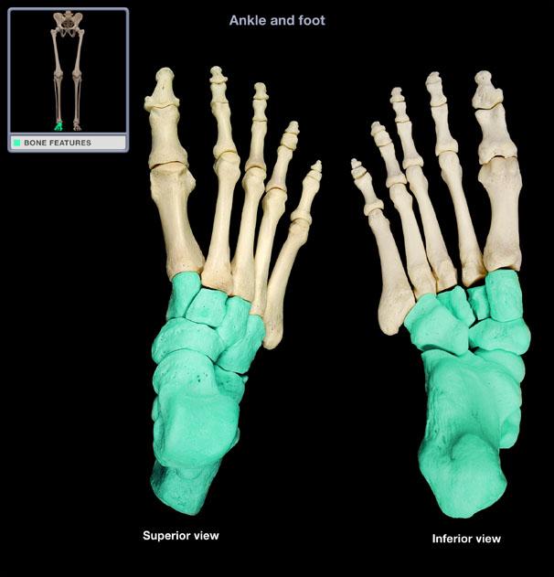 Tarsals Unlabeled