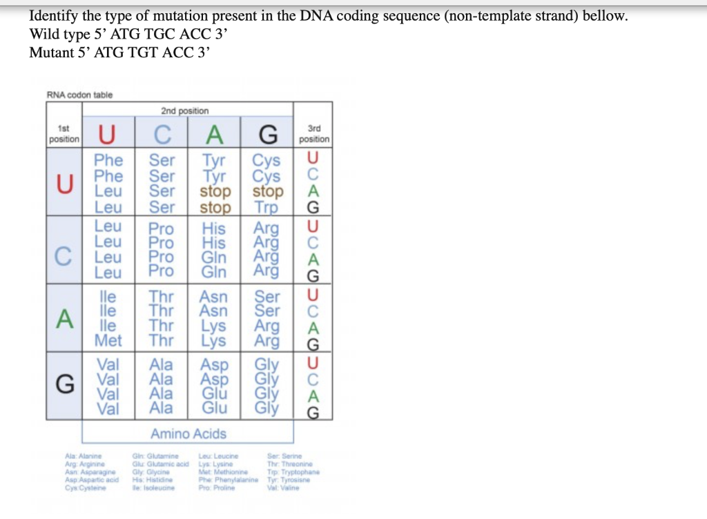 Solved Identify the type of mutation present in the DNA | Chegg.com