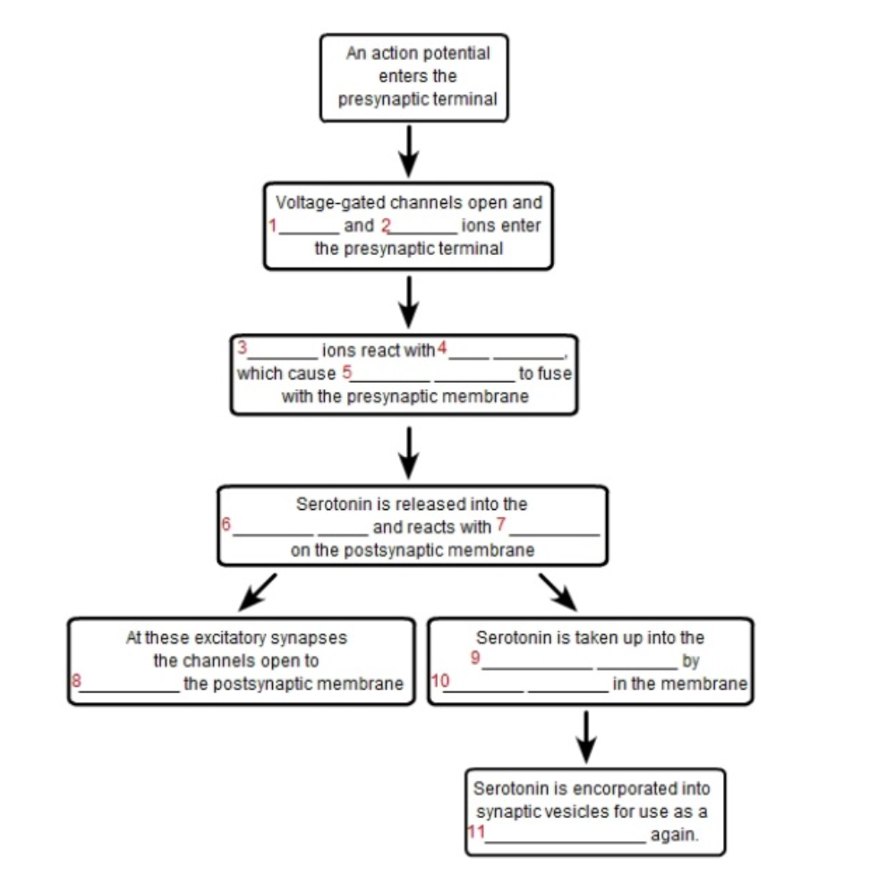Solved mechanism of synaptic release of serotonin from the | Chegg.com