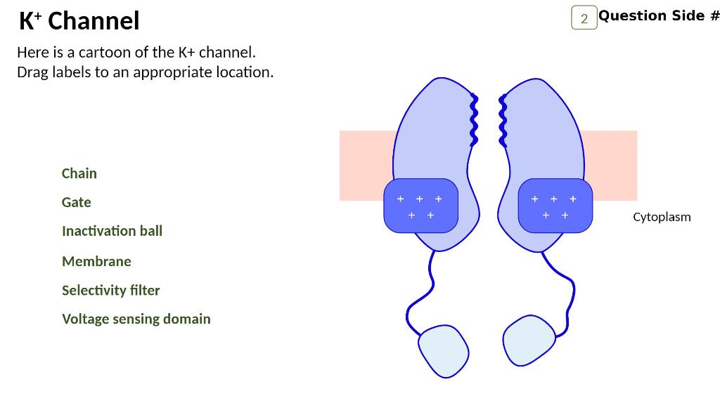 Solved K+ Channel 2 Question Side # Here is a cartoon of the | Chegg.com