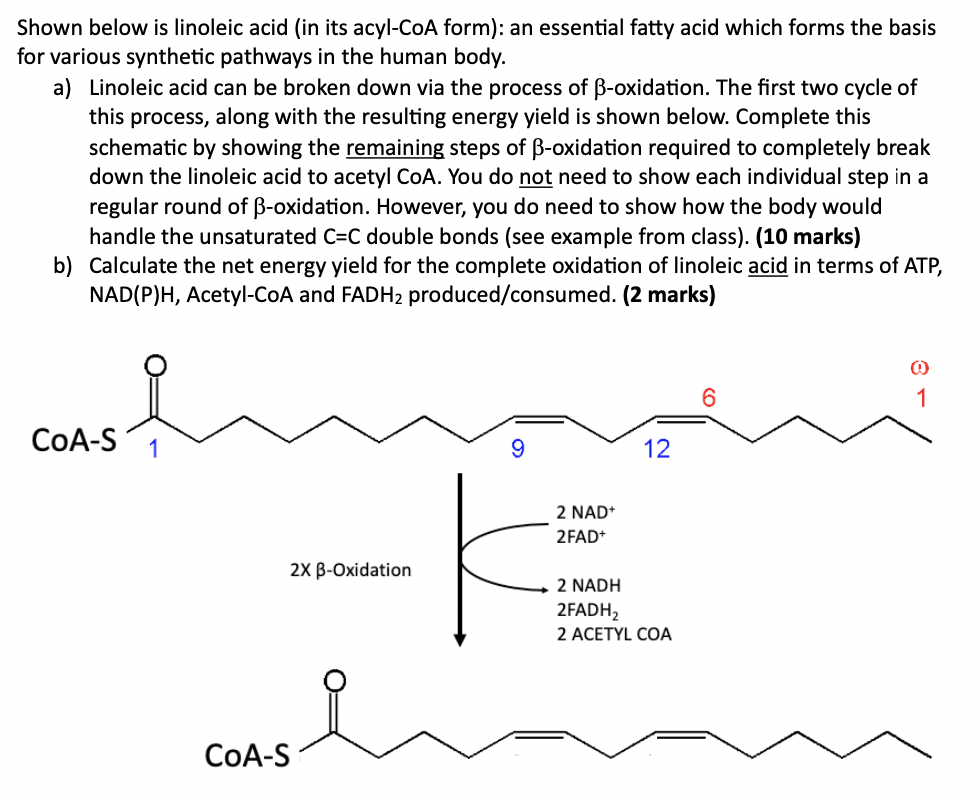 Solved Shown below is linoleic acid (in its acyl-CoA form): | Chegg.com