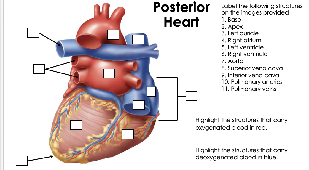 Solved - Label the following structures on the images | Chegg.com