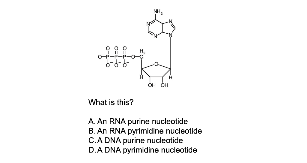 Solved What is this? A. An RNA purine nucleotide B. An RNA | Chegg.com