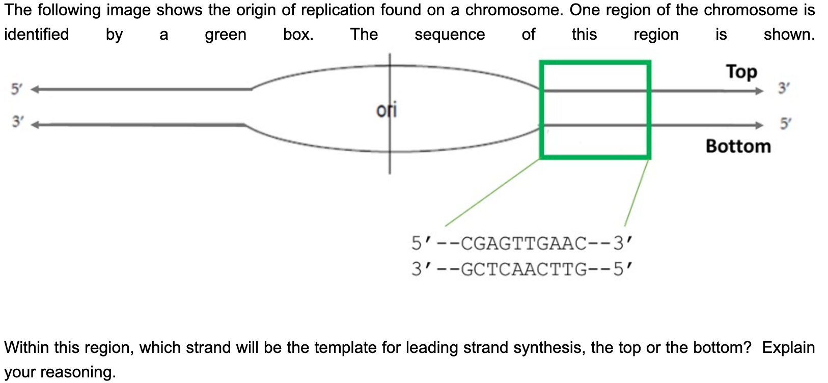 Solved Within this region, which strand will be the template | Chegg.com