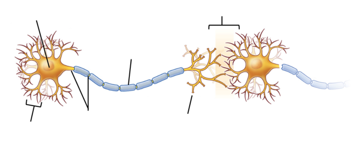 Solved In class and the Perusall Discussion, you learned | Chegg.com