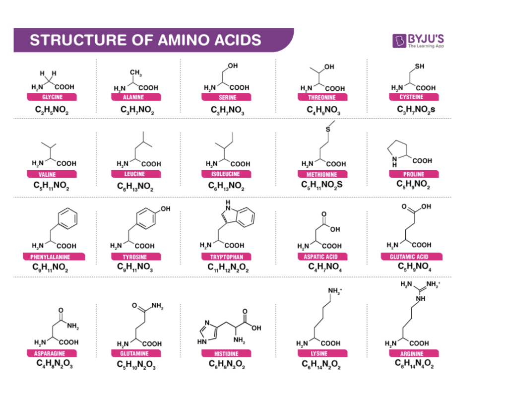 1. Take a look at structure of the 20 amino acids | Chegg.com