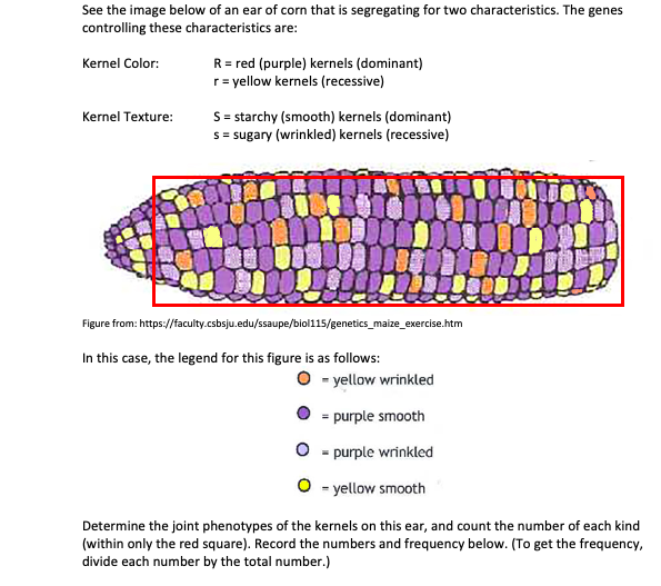 Solved See the image below of an ear of corn that is | Chegg.com