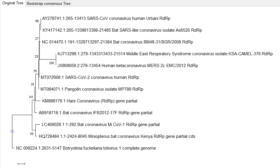 Solved Original Tree Bootstrap consensus Tree | Chegg.com