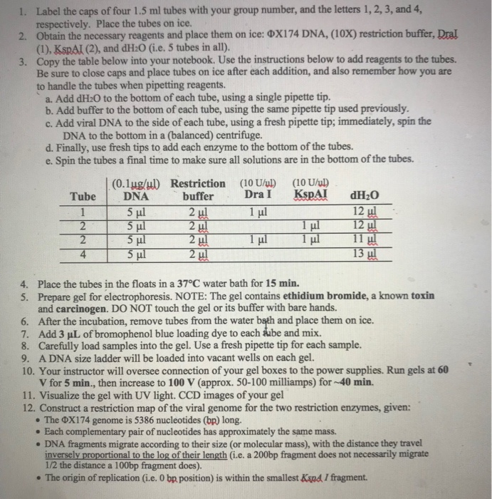 Solved *Restriction map *Gel electrophoresis dataconstruct a | Chegg.com