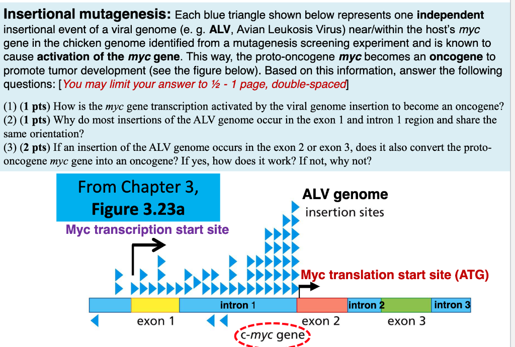 Solved Insertional mutagenesis: Each blue triangle shown | Chegg.com