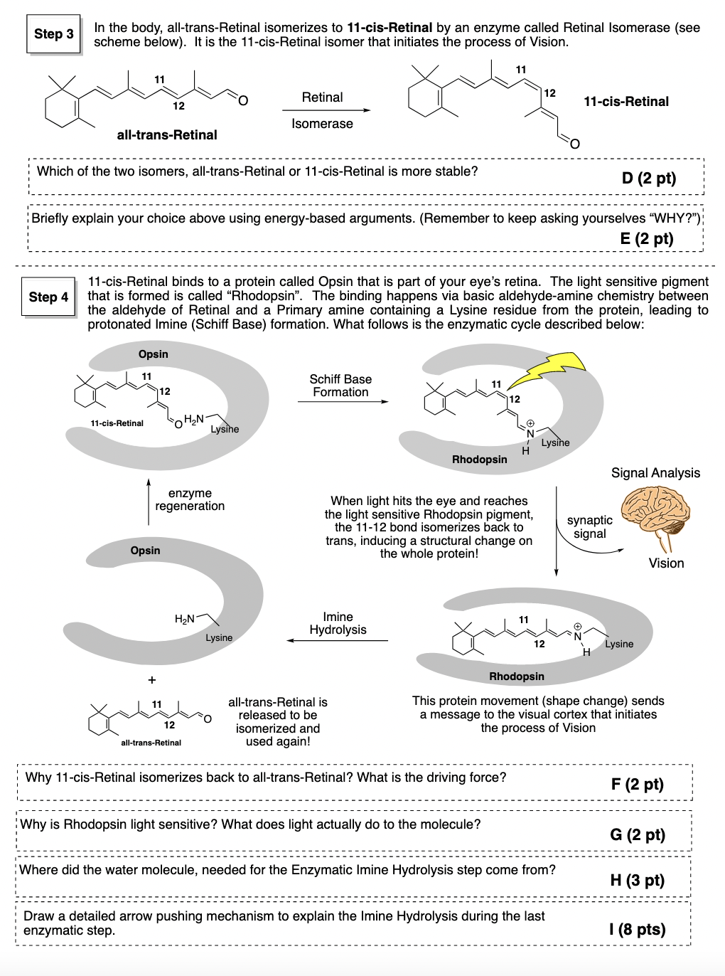 Solved Step 3 In the body, all-trans-Retinal isomerizes to | Chegg.com