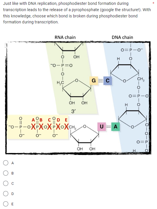 Solved Just like with DNA replication, phosphodiester bond | Chegg.com