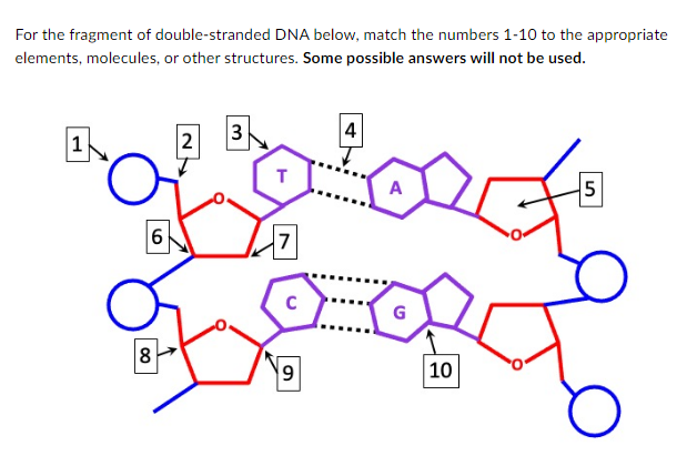 Solved For the fragment of double-stranded DNA below, match | Chegg.com