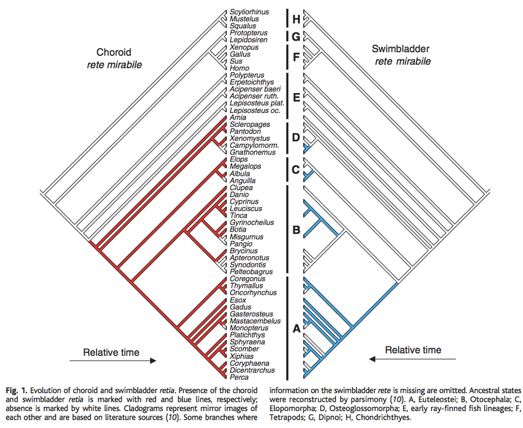 Solved Draw a simplified version of the phylogenetic tree | Chegg.com