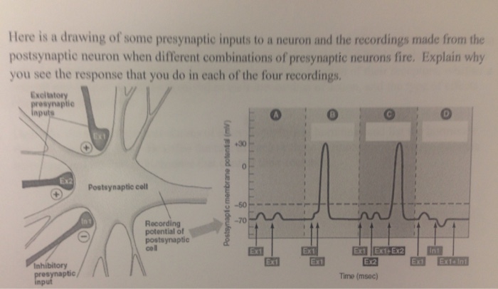 Solved Here is a drawing of some presynaptic inputs to a | Chegg.com