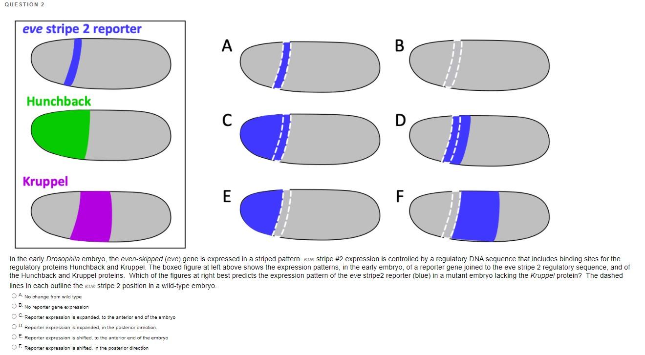 Solved QUESTION 2 eve stripe 2 reporter A B Hunchback С D | Chegg.com
