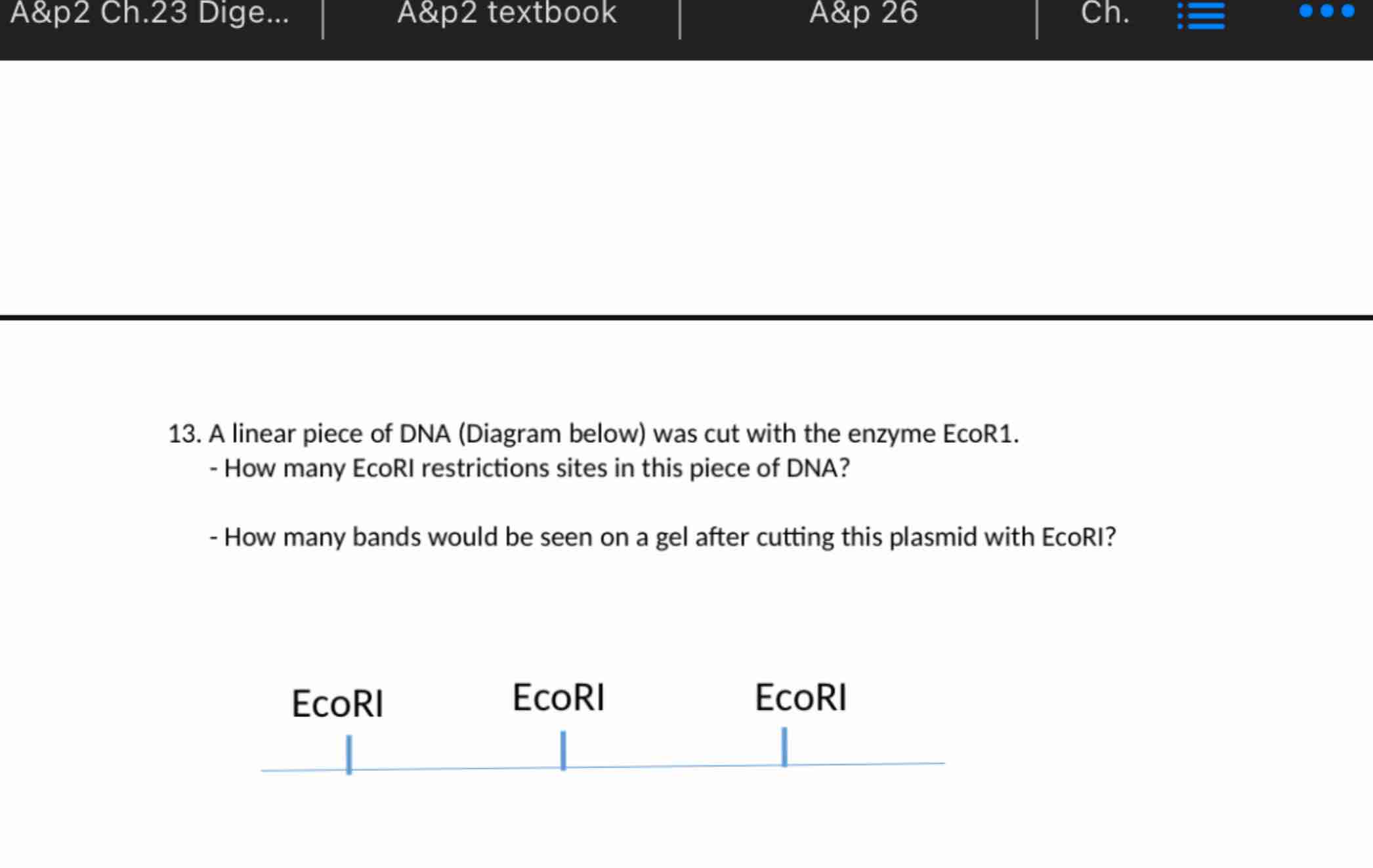 Solved 13. ﻿A linear piece of DNA (Diagram below) ﻿was cut | Chegg.com