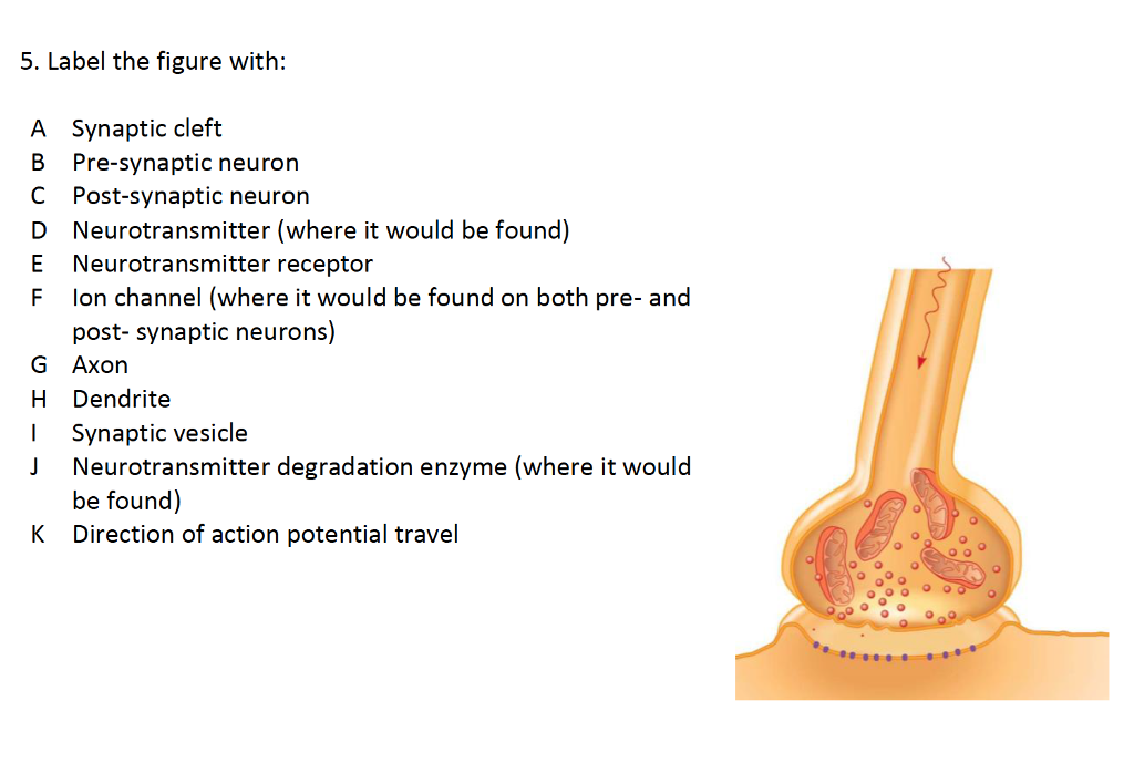 Solved 5. Label the figure with: A Synaptic cleft B | Chegg.com