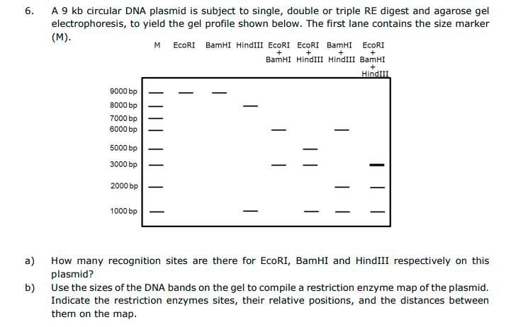 Solved 6. A 9 kb circular DNA plasmid is subject to single, | Chegg.com