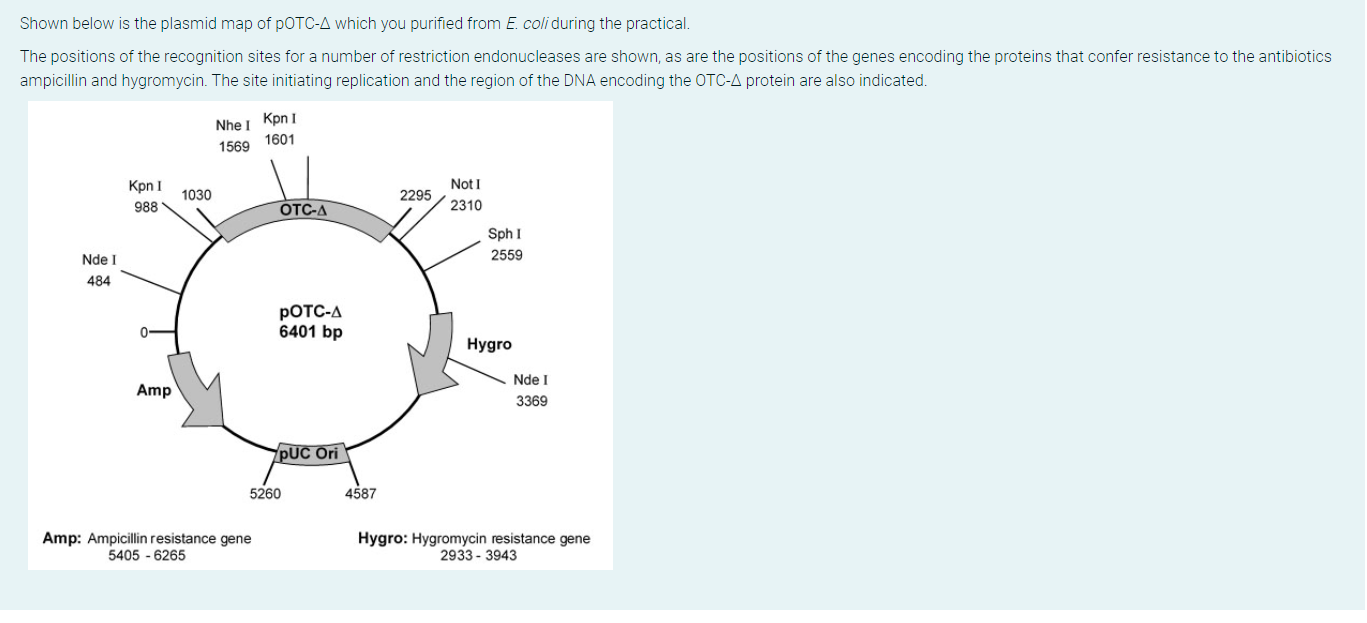 Solved Shown below is the plasmid map of POTC-A which you | Chegg.com