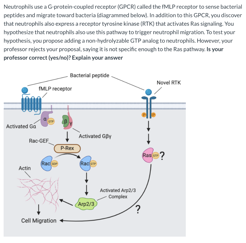 Neutrophils use a G-protein-coupled receptor (GPCR) | Chegg.com