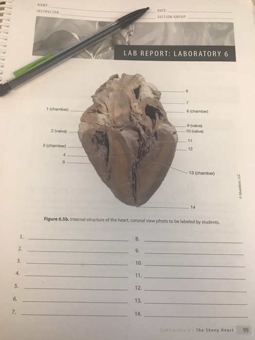 Solved NAME DATE INSTRUCTOR SECTION/GROUP LAB REPORT: | Chegg.com