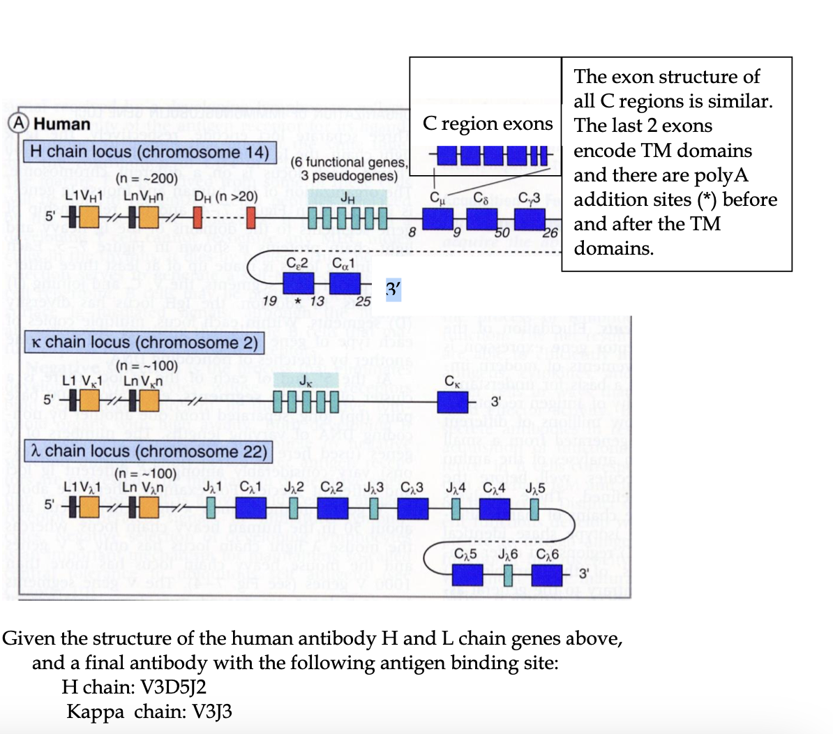 Solved a) Draw a diagram showing a representation of the H | Chegg.com