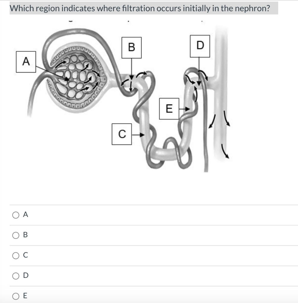 Solved Which region indicates where filtration occurs | Chegg.com