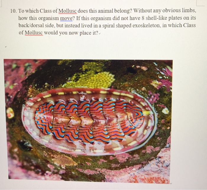 Solved 10. To which Class of Mollusc does this animal | Chegg.com