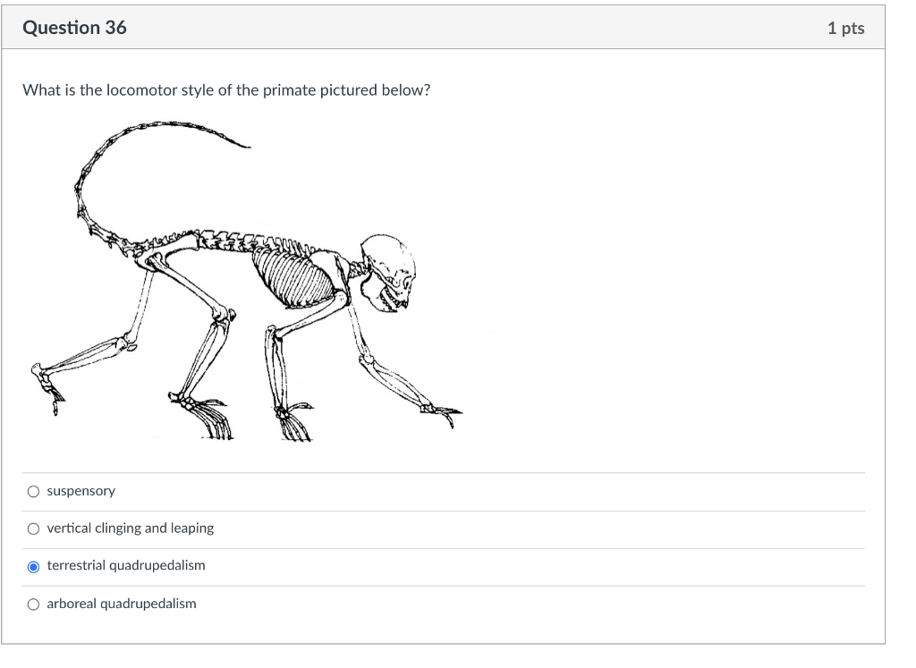 Solved Question 36 1 pts What is the locomotor style of the | Chegg.com