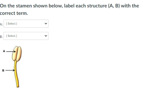 Solved On the stamen shown below, label each structure (A,B) | Chegg.com