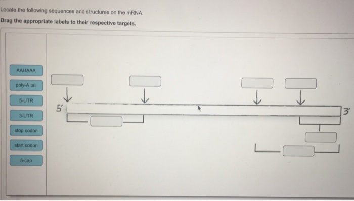 Solved Locate the following sequences and structures on the | Chegg.com