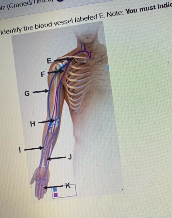 Solved Identify the blood vessel labeled C. Note E A B- C F | Chegg.com