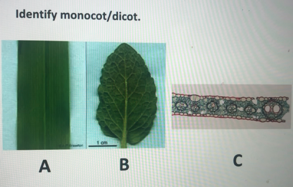 Solved Identify monocot/dicot. cm А B C All of the plants | Chegg.com