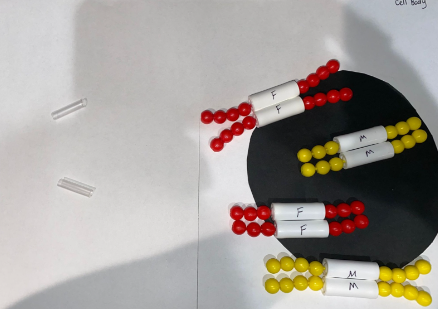 Solved Please help me to lay out the steps of mitosis: | Chegg.com