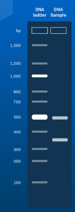 Solved PREPARE A STANDARD GRAPH OF DNA MARKERS AND USE IT TO | Chegg.com