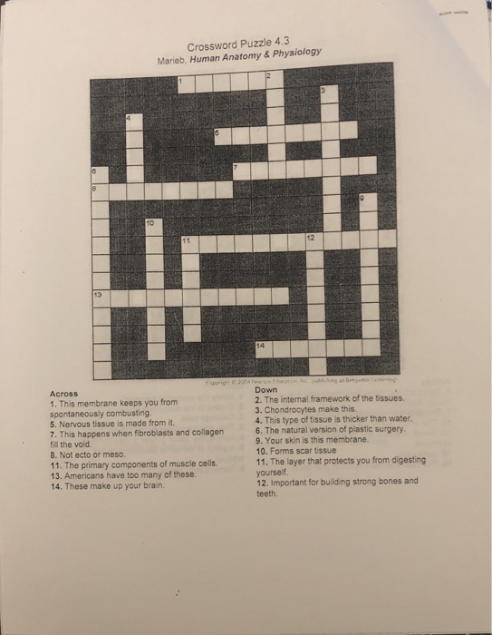 Solved Crossword Puzzle 4.3 Marieb, Human Anatomy & | Chegg.com