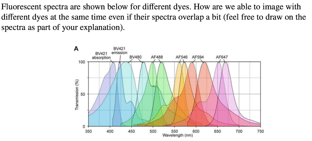 Solved Fluorescent spectra are shown below for different | Chegg.com