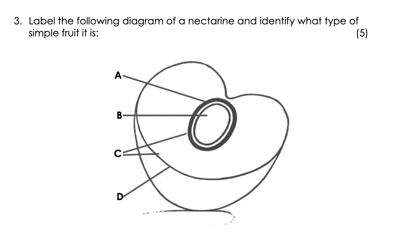 Solved 3. Label the following diagram of a nectarine and | Chegg.com
