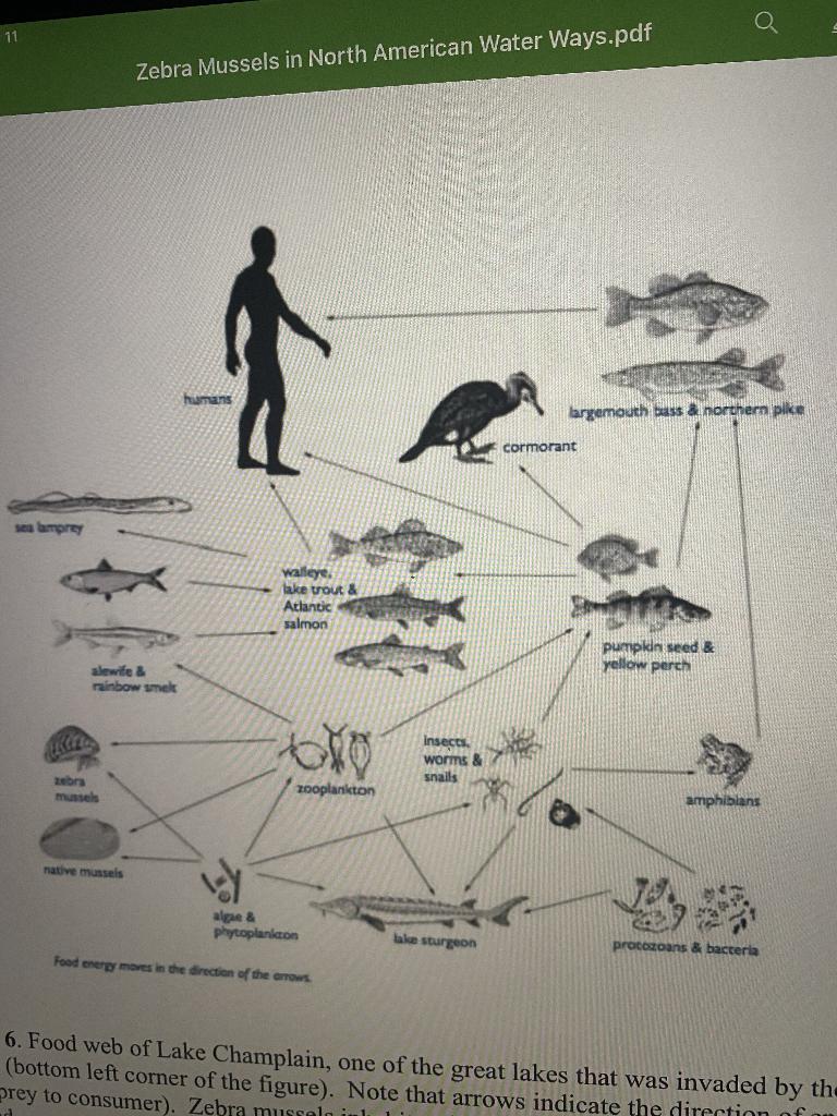 Zebra Mussels Food Web
