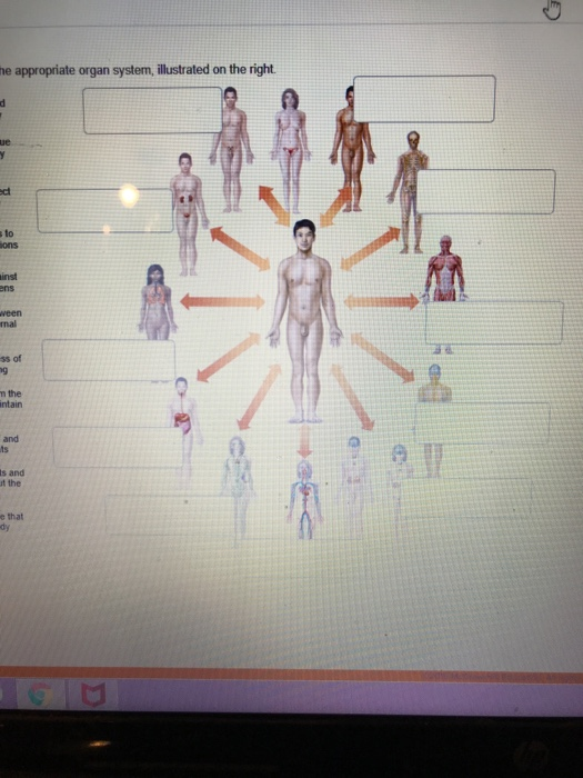 Solved he appropriate organ system, illustrated on the right | Chegg.com