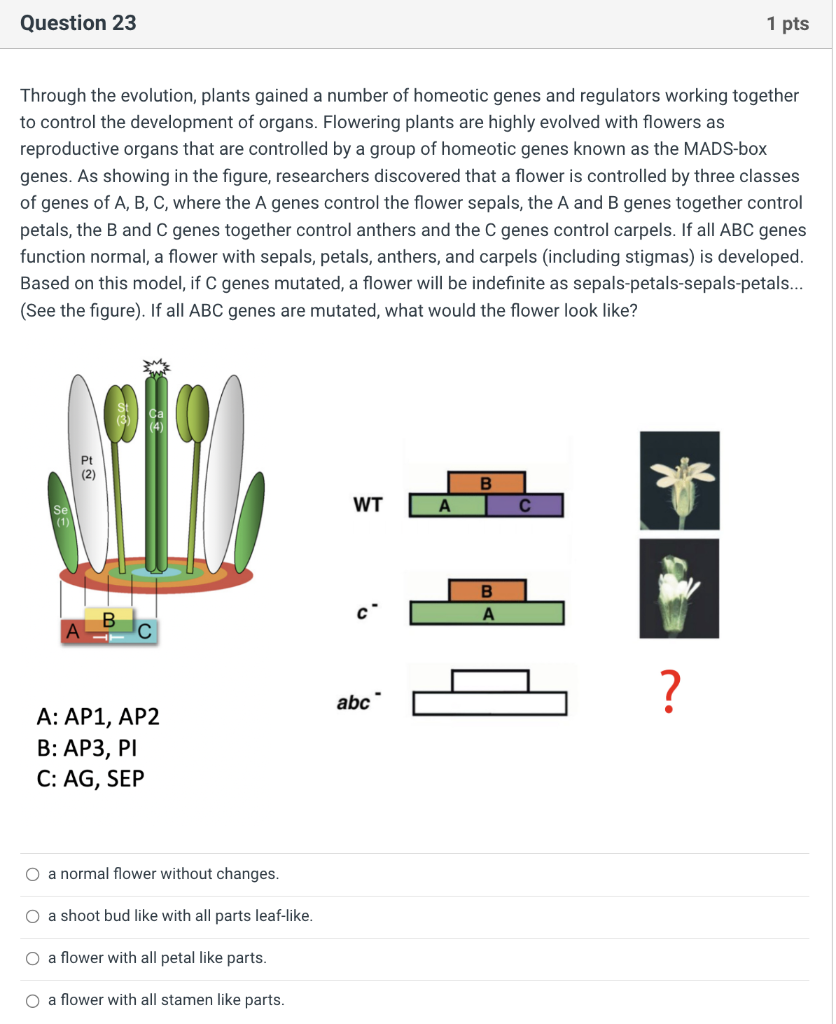 Solved Through the evolution, plants gained a number of | Chegg.com
