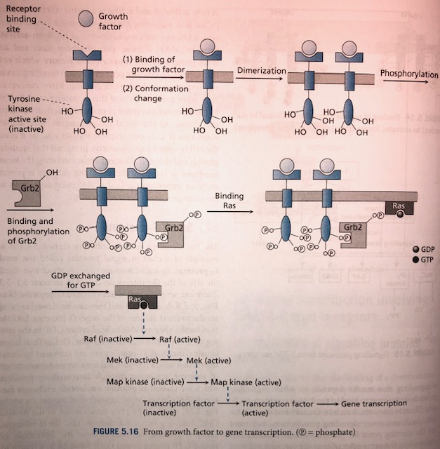 Solved 4. Consider the signal transduction pathways shown in | Chegg.com