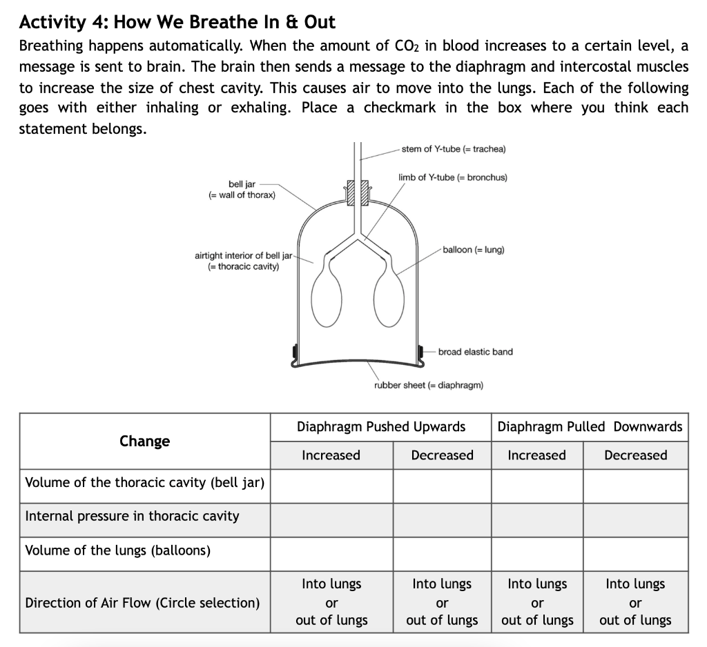 Solved Activity 4: How We Breathe In & Out Breathing happens | Chegg.com